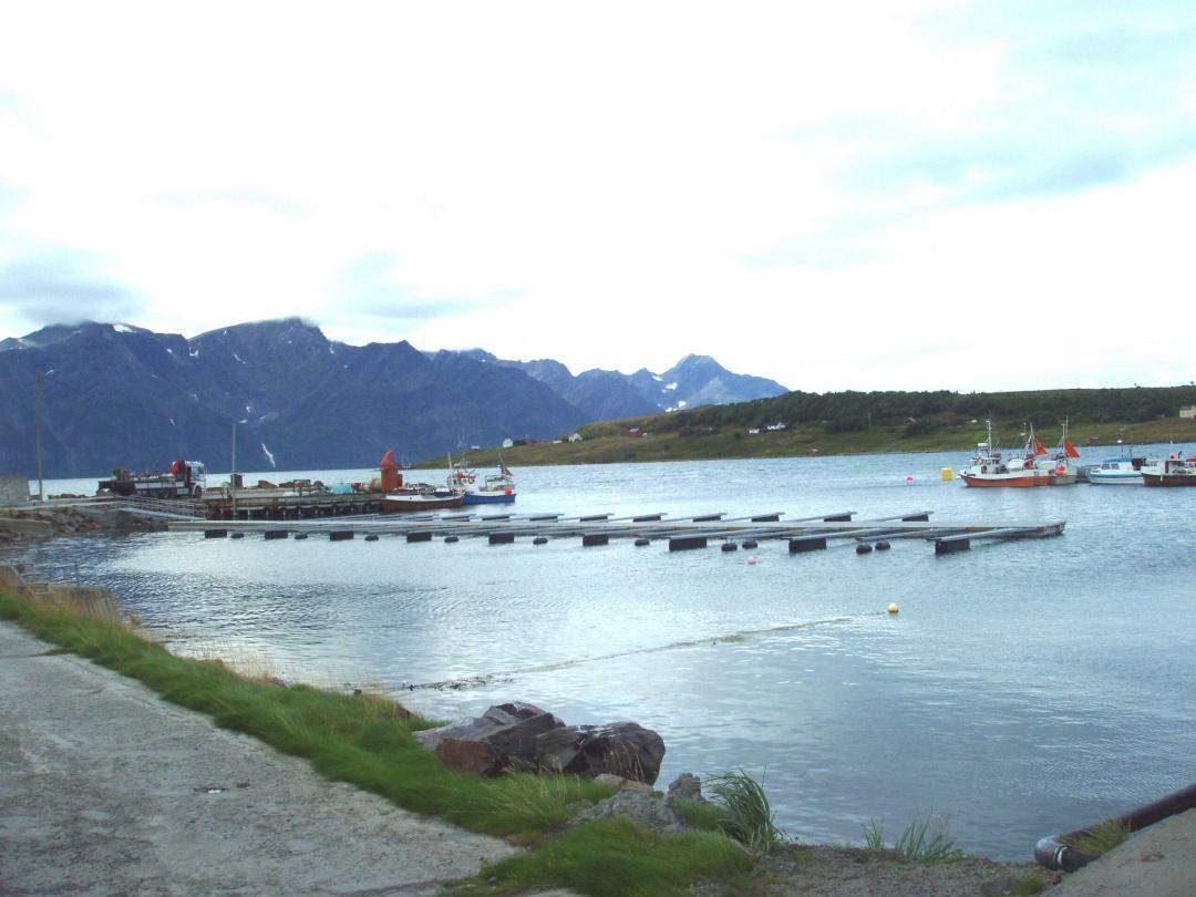 Djupvik - Småbåthavner